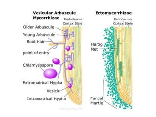 Mycorrhiza and its types | PPTX
