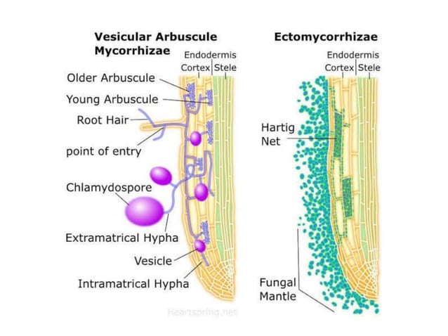 Mycorrhiza and its types | PPTX | Agriculture | Industries