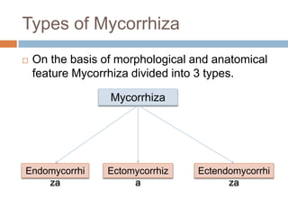 Mycorrhiza and its types | PPTX