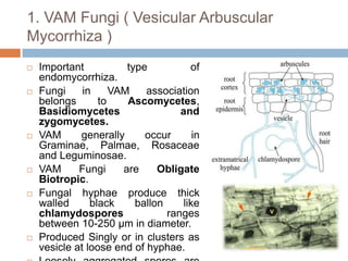 Mycorrhiza and its types | PPTX