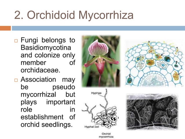 Mycorrhiza and its types | PPTX | Agriculture | Industries