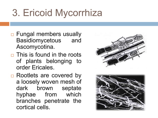 Mycorrhiza and its types | PPTX | Agriculture | Industries