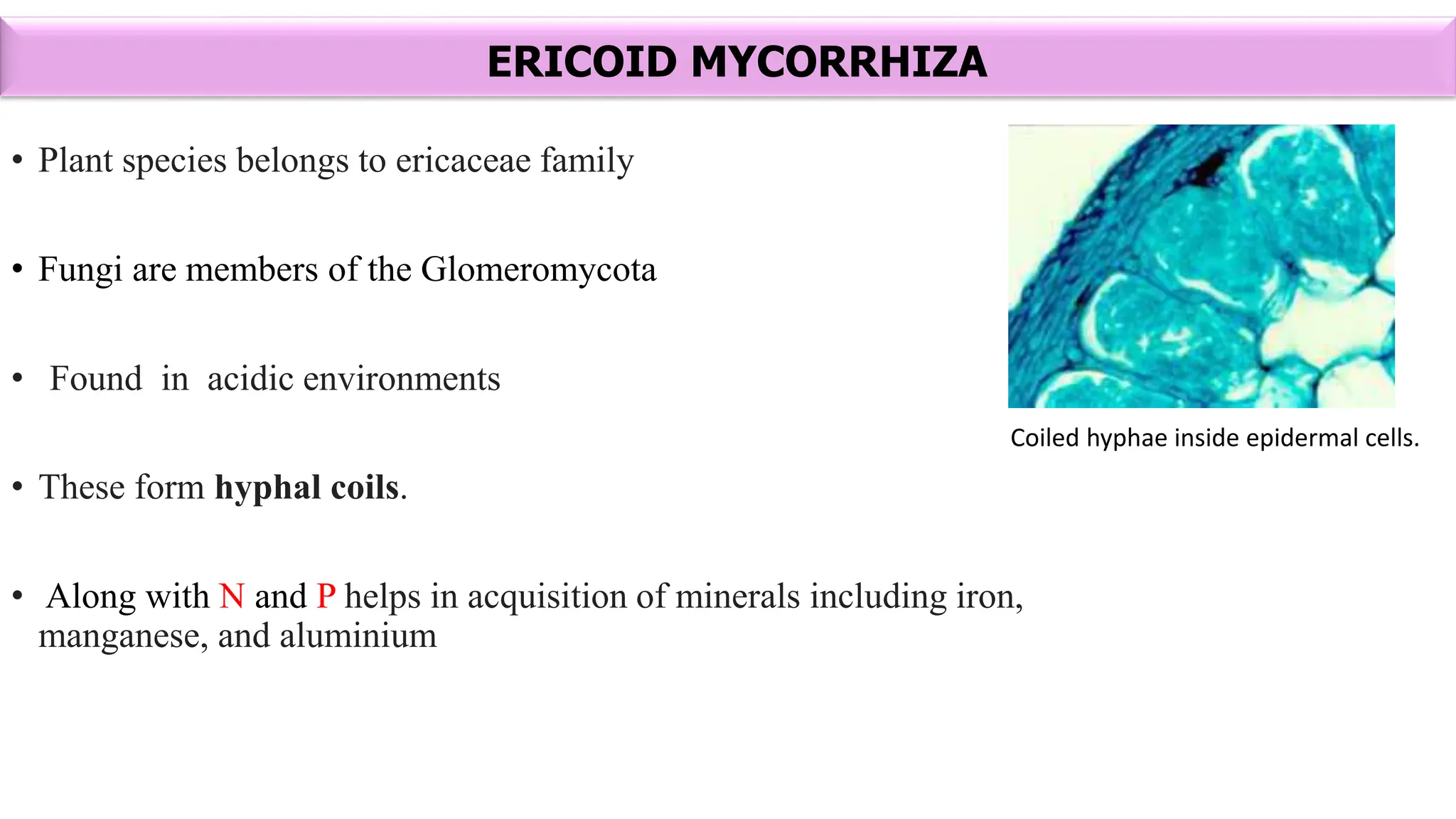 MYCORRHIZA - the symbiotic association of fungus and plants ,types and ...