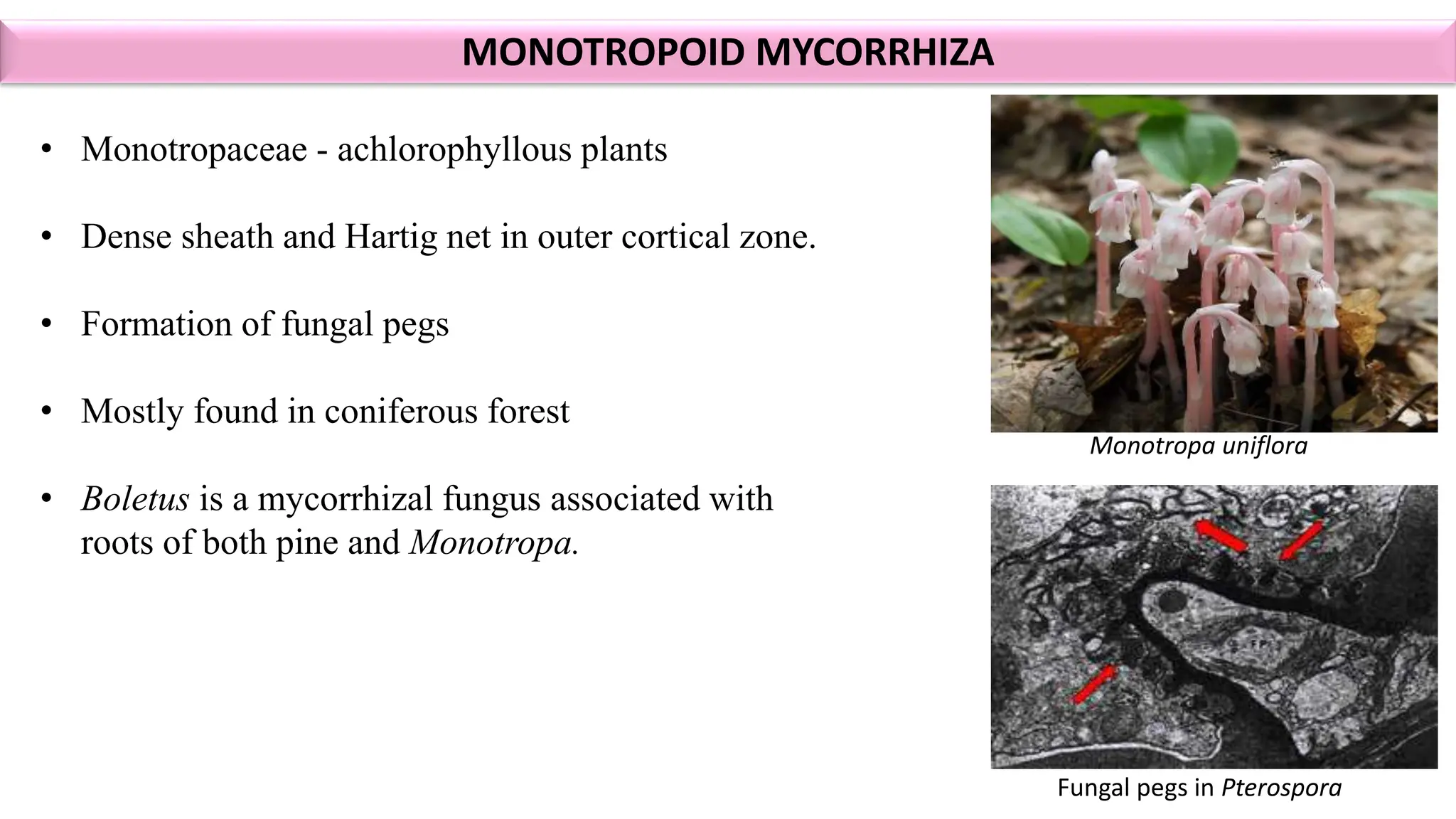 MYCORRHIZA - the symbiotic association of fungus and plants ,types and ...
