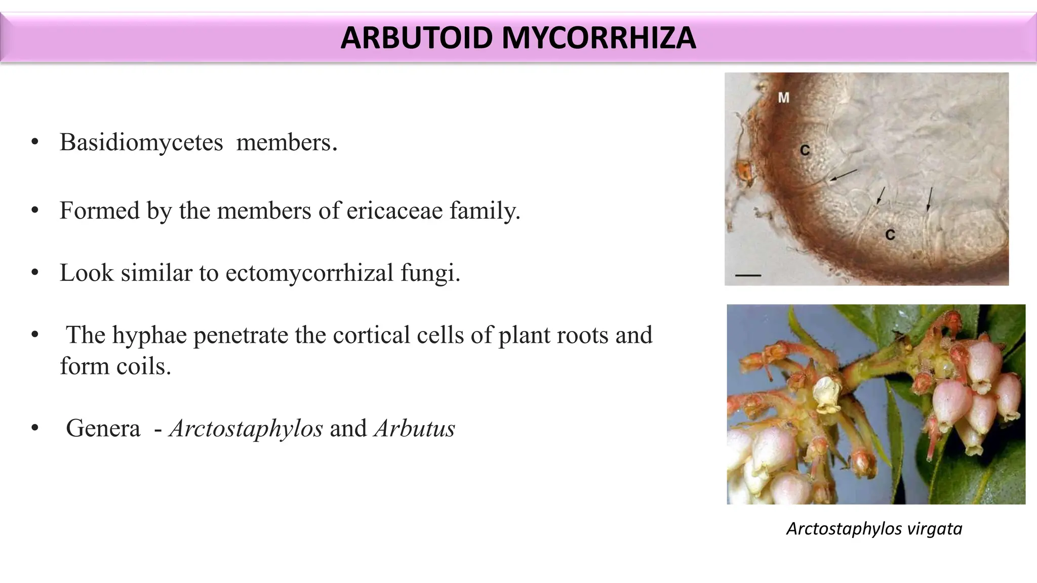 MYCORRHIZA - the symbiotic association of fungus and plants ,types and ...