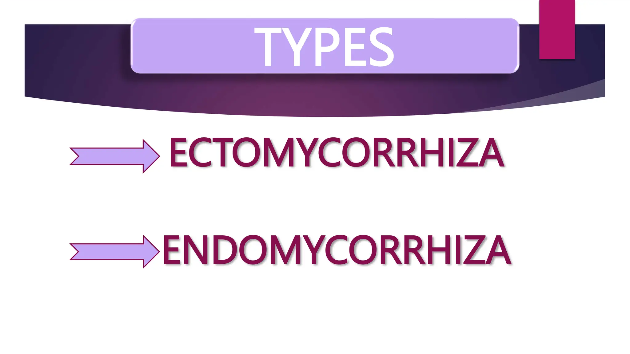 MYCORRHIZA - the symbiotic association of fungus and plants ,types and ...