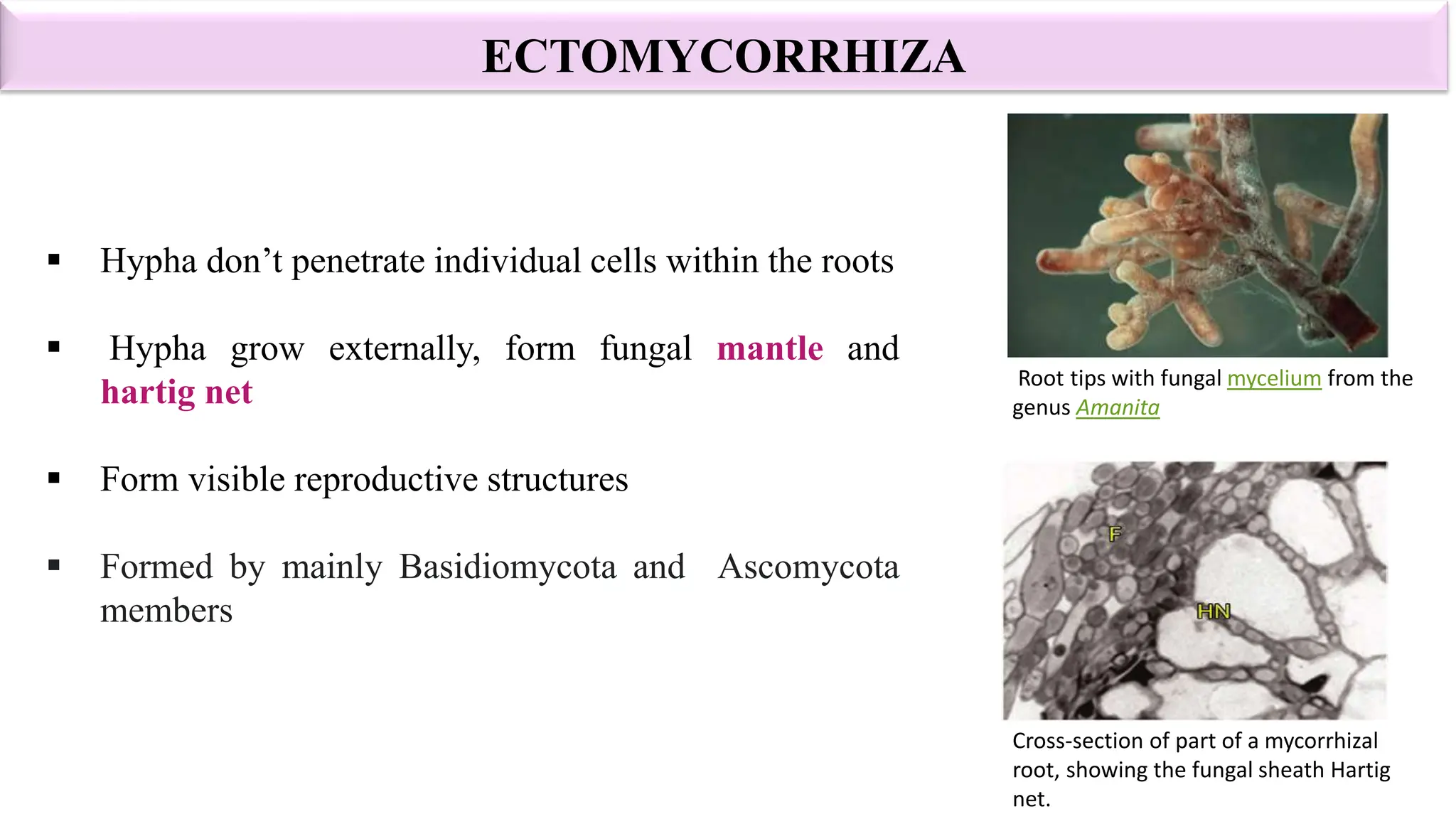 MYCORRHIZA - the symbiotic association of fungus and plants ,types and ...