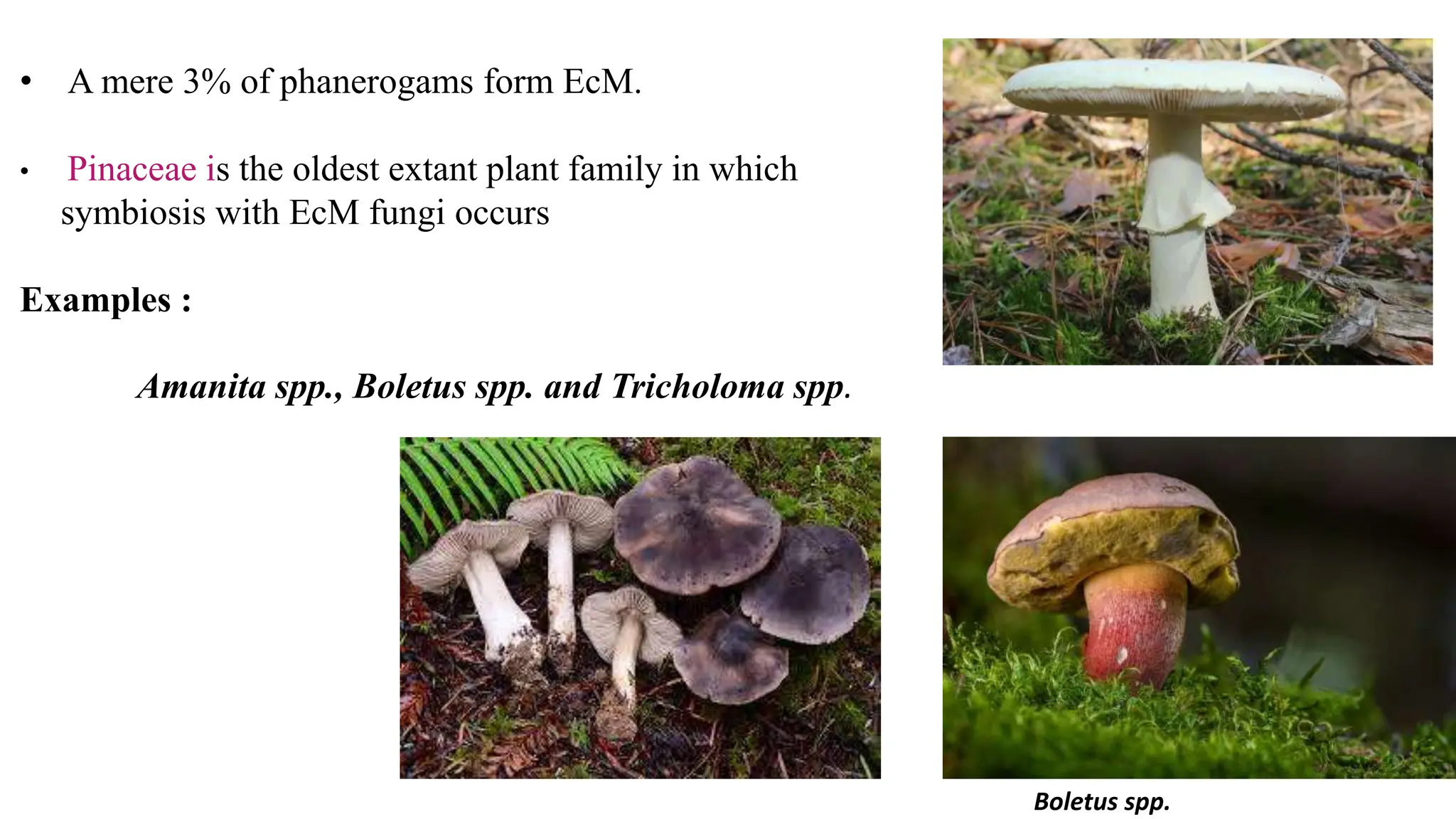 MYCORRHIZA - the symbiotic association of fungus and plants ,types and ...