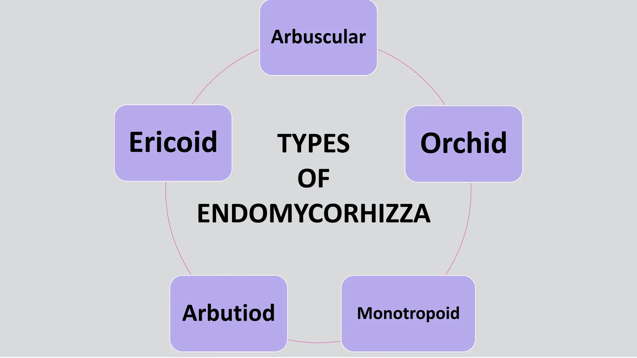 MYCORRHIZA - the symbiotic association of fungus and plants ,types and ...
