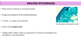 MYCORRHIZA - the symbiotic association of fungus and plants ,types and ...
