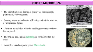 MYCORRHIZA - the symbiotic association of fungus and plants ,types and ...
