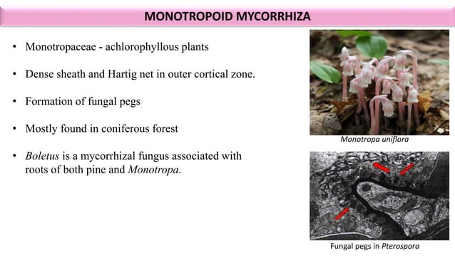 MYCORRHIZA - the symbiotic association of fungus and plants ,types and ...