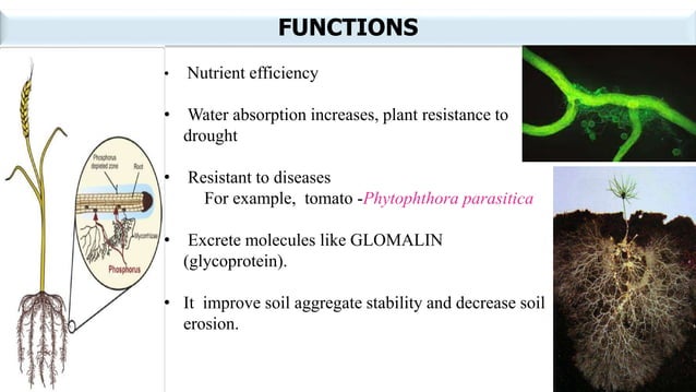 MYCORRHIZA - the symbiotic association of fungus and plants ,types and ...