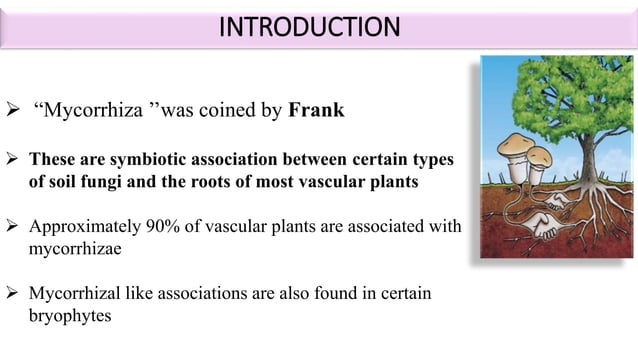 MYCORRHIZA - the symbiotic association of fungus and plants ,types and ...
