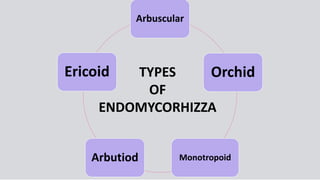 MYCORRHIZA - the symbiotic association of fungus and plants ,types and ...