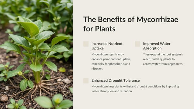 Mycorrhiza Soil and agriculture microbiology | PDF