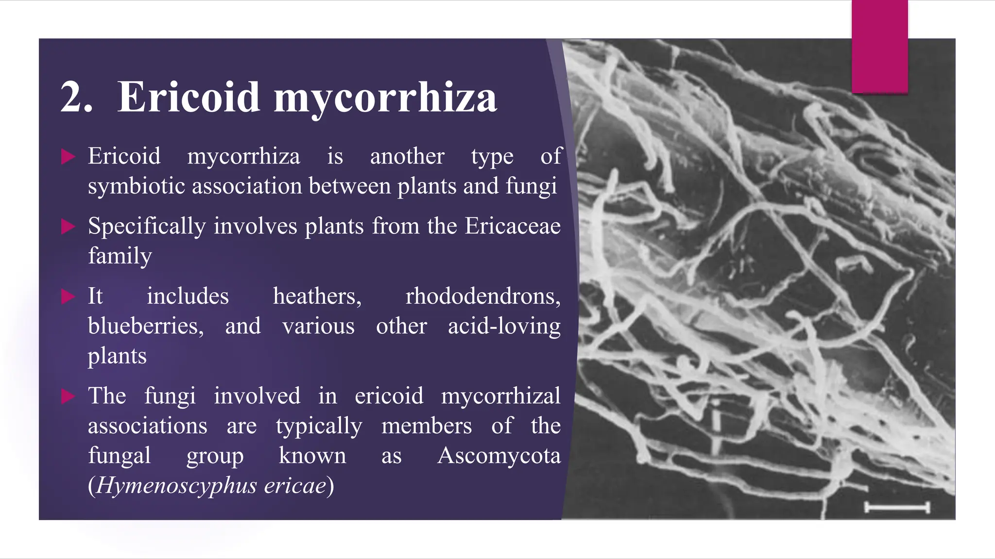 Mycorrhiza and it's types.Ecto-Mycorrhiza | PPTX