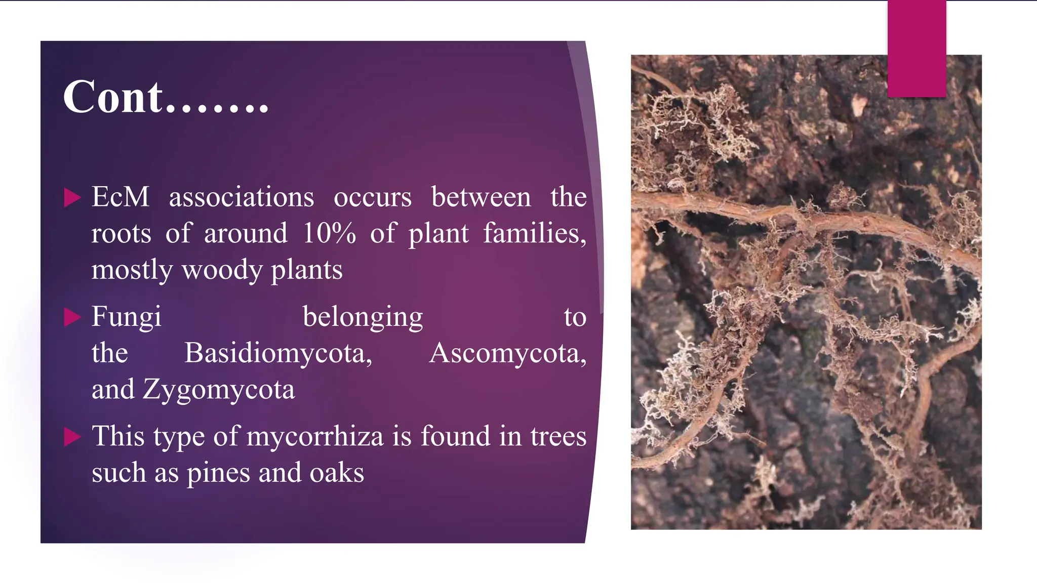 Mycorrhiza and it's types.Ecto-Mycorrhiza | PPTX | Gardening | Home ...