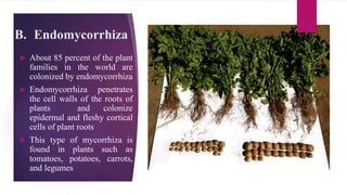 Mycorrhiza and it's types.Ecto-Mycorrhiza | PPTX