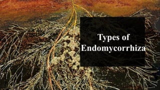 Mycorrhiza and it's types.Ecto-Mycorrhiza | PPTX