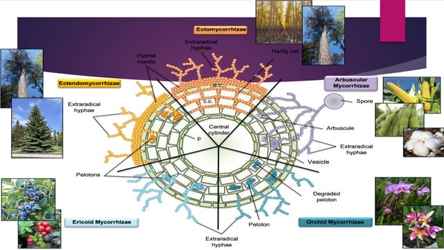 Mycorrhiza and it's types.Ecto-Mycorrhiza | PPTX | Gardening | Home ...