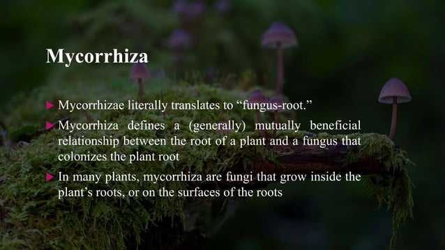 Mycorrhiza and it's types.Ecto-Mycorrhiza | PPTX | Gardening | Home ...