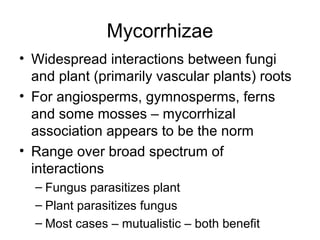 Endomycorrhizae Slide