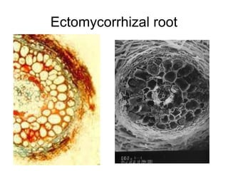 Endomycorrhizae Slide