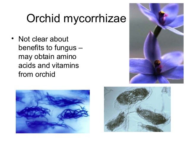 Mycorrhizae SLIDESHARE