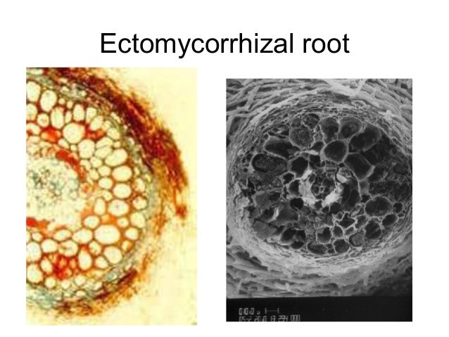 Mycorrhizae SLIDESHARE