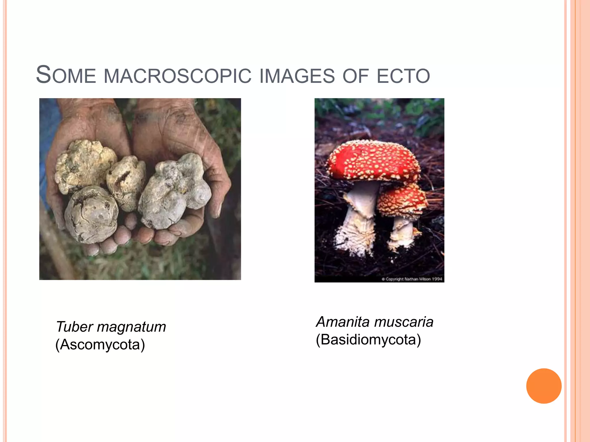 Ecto and endomycorrhizae and their significance | PPTX
