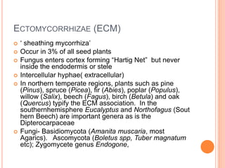 Ecto and endomycorrhizae and their significance | PPTX