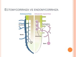 Ecto and endomycorrhizae and their significance | PPT
