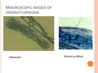 Endomycorrhizae Image