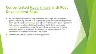 Mycorrhizae | PPTX