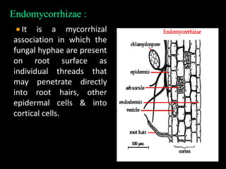 Mycorrhizae types and applications | PPTX