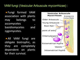 Mycorrhizae types and applications | PPTX