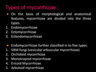 Endomycorrhizal Slide