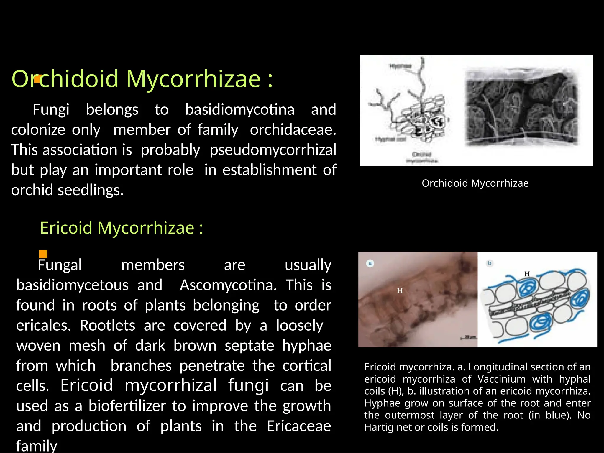 mycorrhizae-typesandapplications-17.pptx