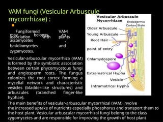 mycorrhizae-typesandapplications-17.pptx
