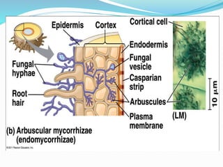 Mycorrhizae ecto and endo mycorrhizae significance | PPTX