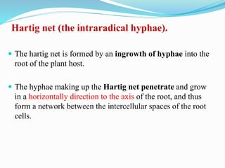 Mycorrhizae ecto and endo mycorrhizae significance | PPTX