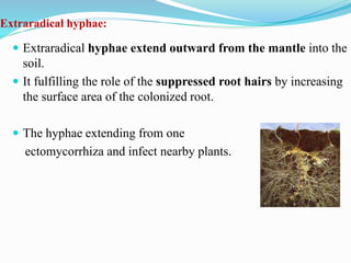 Mycorrhizae ecto and endo mycorrhizae significance | PPTX