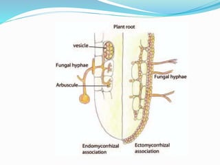 Endomycorrhizal Slide