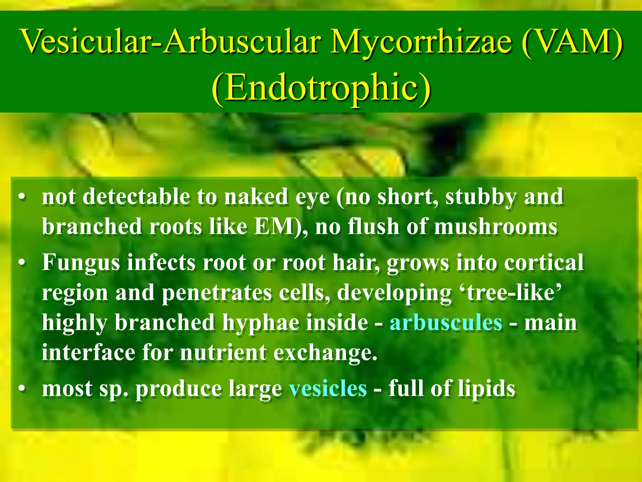 Mycorrhiza Fungi.pptx