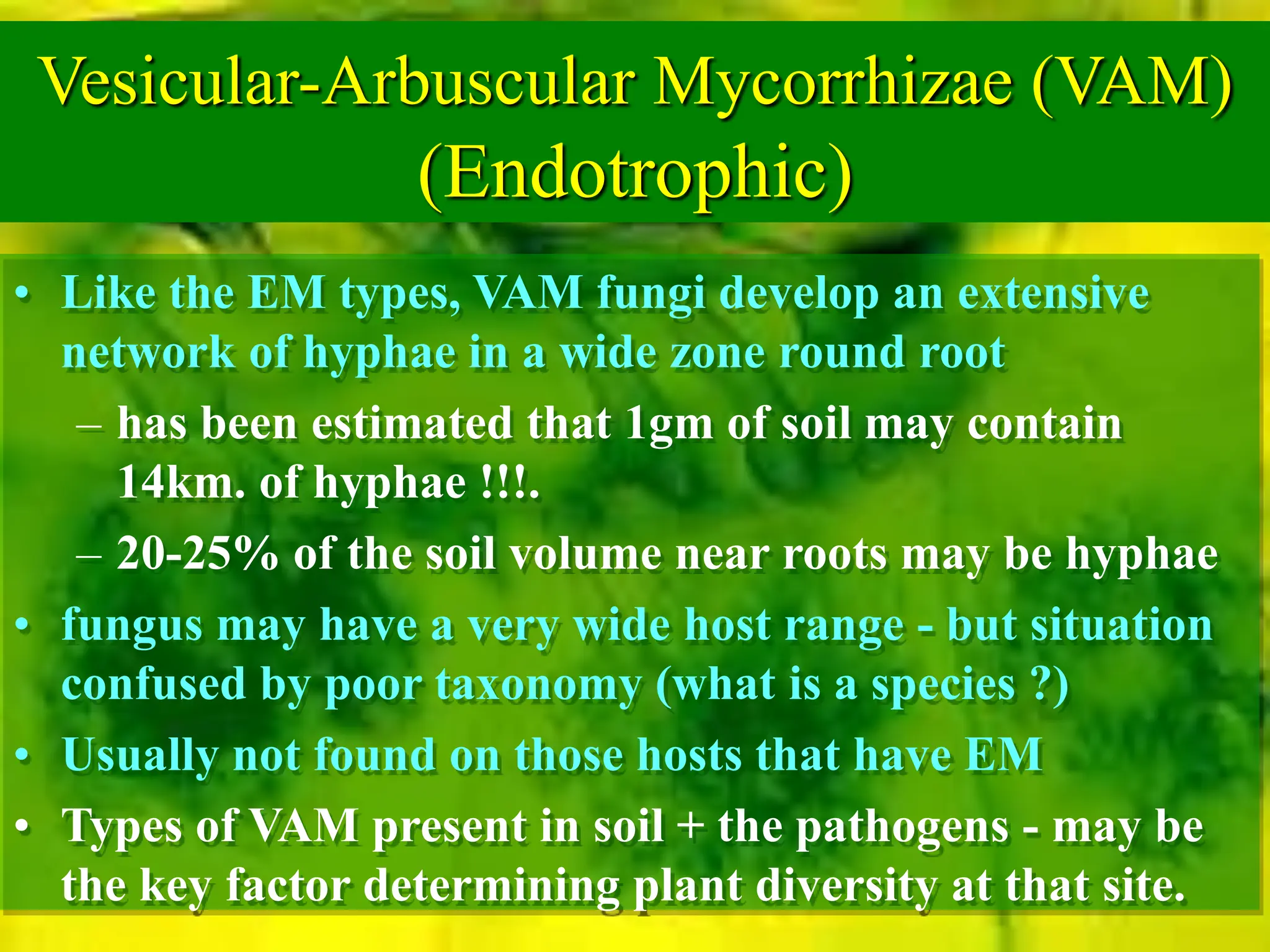 Mycorrhiza Fungi.pptx