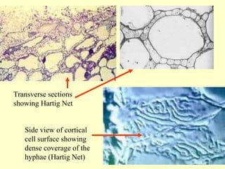 Mycorrhiza Fungi.pptx
