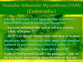 Mycorrhiza Fungi.pptx