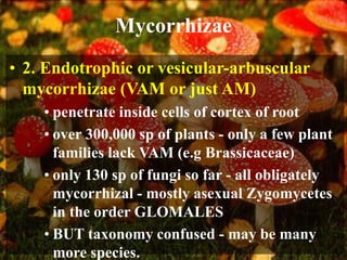Mycorrhiza Fungi.pptx