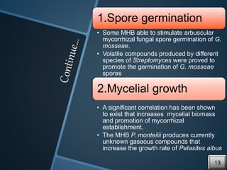 Mycorrhiza helper bacteria ppt | PPTX